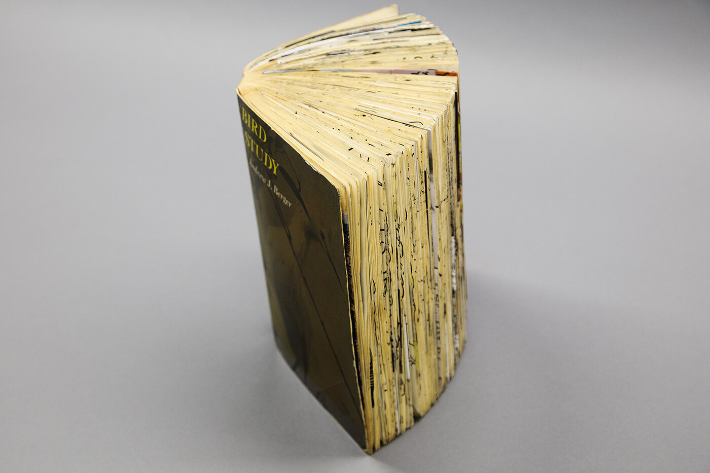 Art Book “Bird Study”